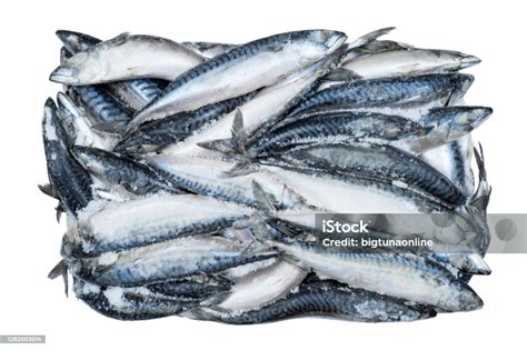 냉동 고등어 고립 물고기의 냉동 그룹 아이스 피쉬 흰색 배경에 고립 된 고등어 더미 고등어 패턴 고등어 질감 물고기 배경 0명에 대한 스톡 사진 및 기타 이미지 Istock