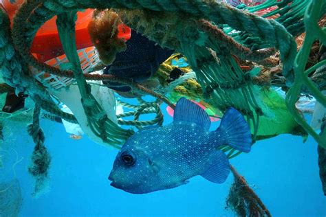 Great Pacific Garbage Patch Fish