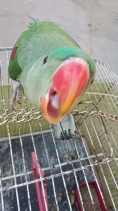 Training Of Raw Chick Raw Talking Parrot Parrot Raw Rawparrots Talking Parrot Youtube