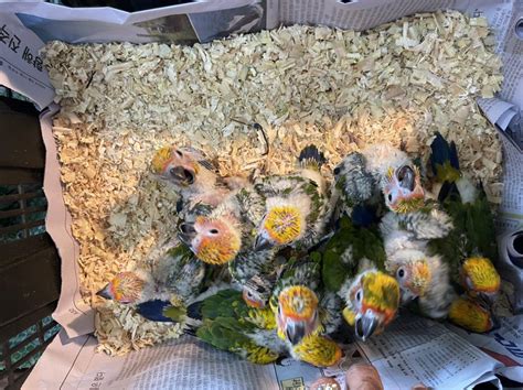 លក់សេកហុងកុង Home