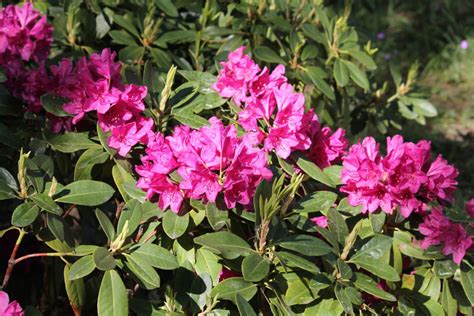 Рододендрон кэтевбинский 'Old Port' (Олд Порт) | BOTSAD.BY