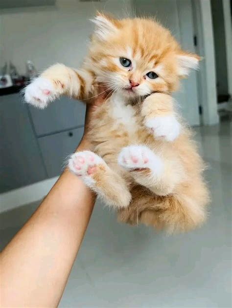 แมวเปอร์เซีย น่ารักๆ Ennxo