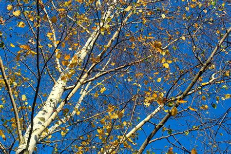 자작나무 가을 나뭇잎 Pixabay의 무료 사진