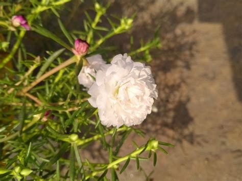 Rashed Ali On Linkedin জীবনের ১০ টা বাজলো