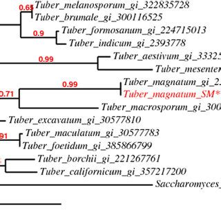 A Phylogenetic Tree Shows The Inferred Evolutionary Relationship Download Scientific Diagram