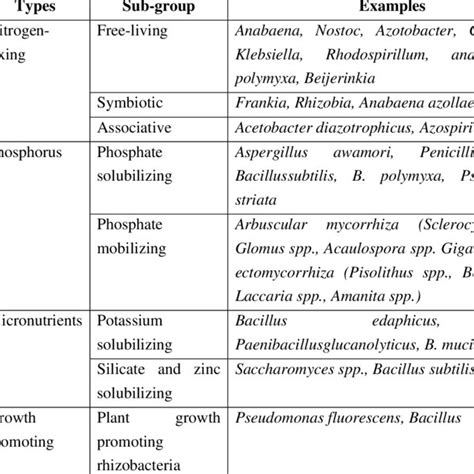 Aspergillus Colonies Figure 2 Penicillium Spp Under Microscope