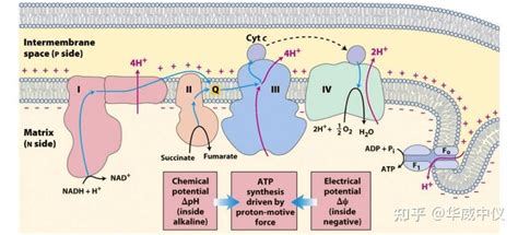 Nature子刊 高级别前列腺癌中的 Oxphos 重塑涉及 Mtdna 突变和琥珀酸氧化增加 知乎
