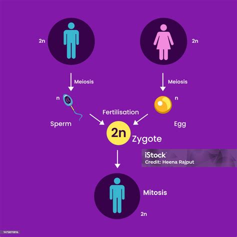 Human Reproduction Process Stock Illustration Download Image Now