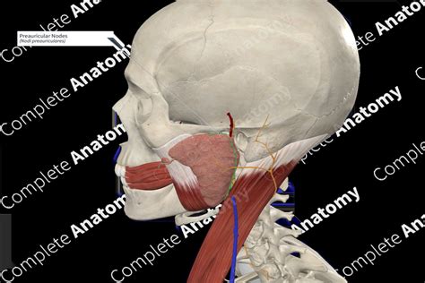 Preauricular Nodes Complete Anatomy