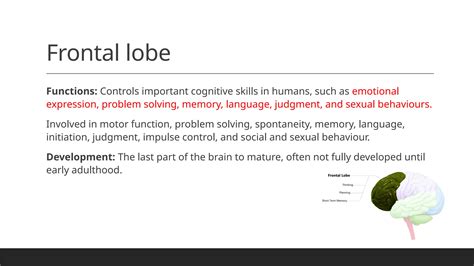 Cerebral Cortex And Hemispheres 1pptx