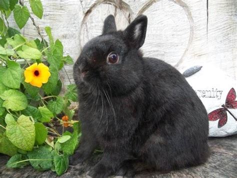 Black Netherland Dwarf Looks Like Our Little Simon Cute Bunny Bunny