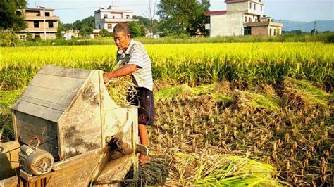 稻谷熟了，农村大爷冒着30度高温，在田间人工收割，农民不容易社会三农好看视频