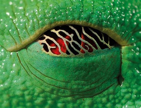 Red Eyed Tree Frog Predators