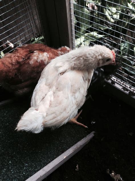 Golden Sexlink Rooster Hen Backyard Chickens Learn How To Raise