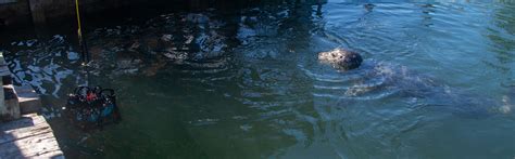 Ednas Crucial Role In Monitoring Biodiversity Loss