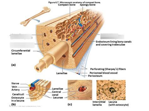 Diagram Of Chapter 6 Bones And Skeletal Tissue Quizlet