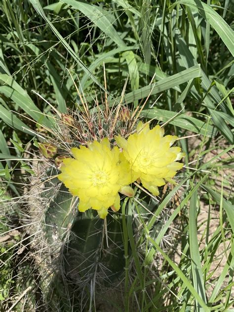 Hamatocactus Hamatacanthus Sinuatus From Bales Rd Mcallen Tx Us On