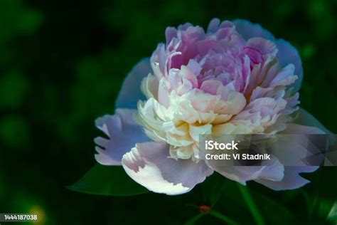 모란 꽃잎의 밝은 부드러운 분홍색 배경입니다 이슬 방울에 모란 꽃이 클로즈업됩니다 파스텔 톤의 색조 물방울에 모란 클로즈업 꽃과 배경입니다 인테리어 포스터 복사 공간 0명에