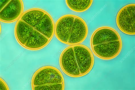 Chroococcus Turgidus Algae Light Micrograph Stock Image C057 7956