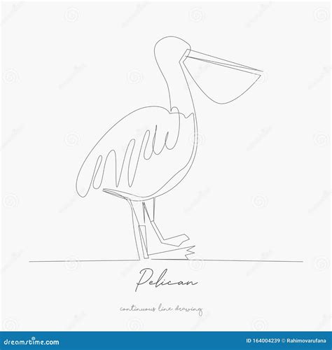 Continuous Line Drawing Pelican Simple Vector Illustration Pelican Concept Hand Drawing