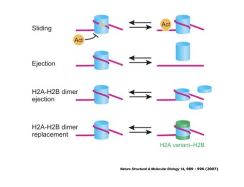 MCDB 144 Midterm Review Flashcards Quizlet