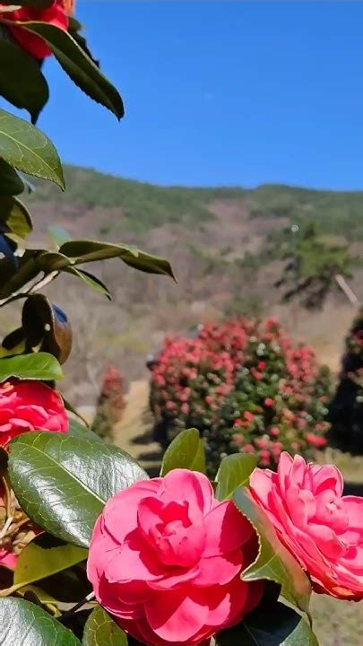 정원 마당 에핀꽃 과 목단의 붉은빛 싹을 샅포이 내밀었네 여기 저기 파릇 파릇 싹들이 아주 많습니다 Youtube