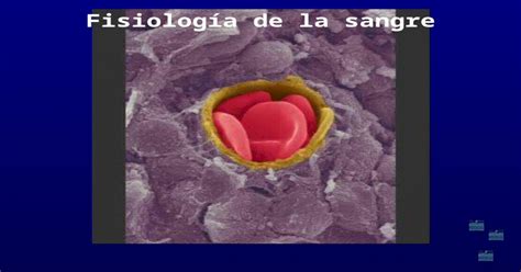 Fisiología del eritrocito PPT Powerpoint