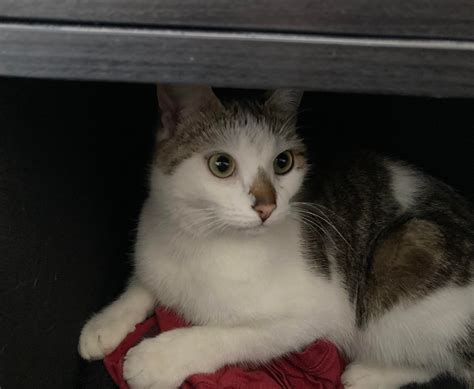 Thelda Les Aristopoils