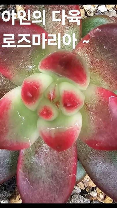 역시 엄지척 👍 ~ 즐 ~ 저녁시간 되세요 ~ 마이진 파종이 실생 다육 다유기 다육이 다육식물 반려식물 다육판매 다육이판매 다육이키우기 다육인스타그램