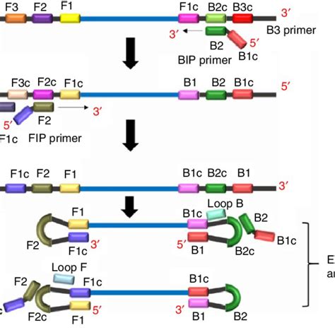 Schematic Representation Of Lamp Reaction And Its Principle Lamp Download Scientific Diagram