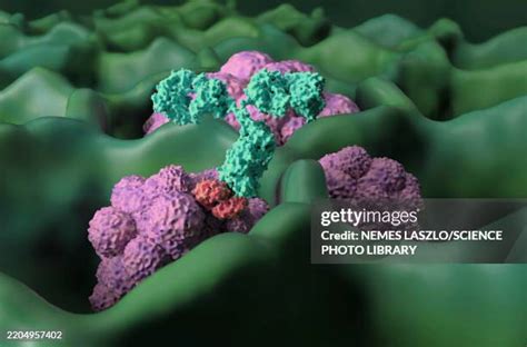 Monoclonal Antibody Therapy For Lung Cancer Illustration High Res