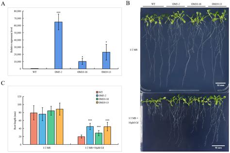 Ectopic Expression Of Pvhma21 Enhances Cadmium Tolerance In Arabidopsis Thaliana