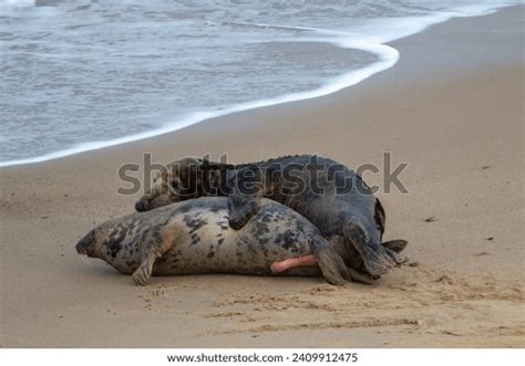 Male Female Atlantic Seal Mating During Stock Photo Shutterstock