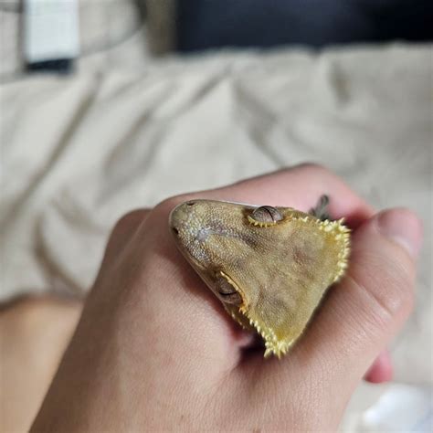 크레스티드 게코 도마뱀 피부 지식in