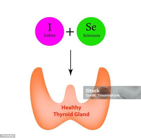 셀레늄과 요오드는 갑 상선 동맥의 정상 작동을 위해 필요 인포 그래픽입니다 격리 된 배경 벡터 일러스트입니다 갑상샘기능 항진증에 대한 스톡 벡터 아트 및 기타 이미지