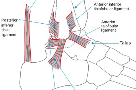 Ankle Ligaments Archives Samarpan Physiotherapy Clinic