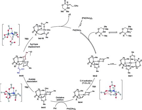 Final Elucidated Catalytic Cycle Download Scientific Diagram