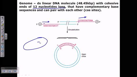 Lambda Genome Structure Youtube