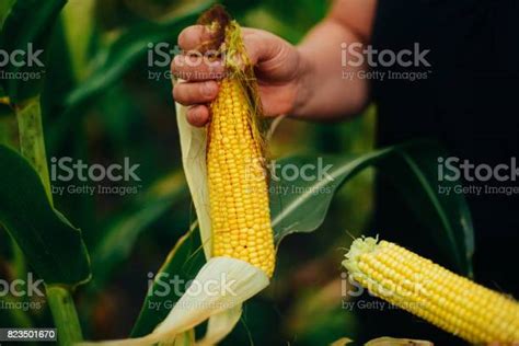 농부는 옥수수 Cobs 옥수수 분야에서 손에 들고 가까이까지 여자의 손 보유 옥수수 손에서 옥수수의 귀와 옥수수 밭에 농부 0명에 대한 스톡 사진 및 기타 이미지 Istock