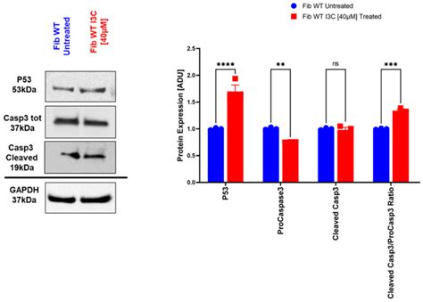 The Senolytic Effect Of Indole 3 Carbinol I3c On Mouse Embryonic Mef