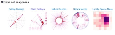Data Visual Coding Allen Brain Observatory Allen Brain Map Community Forum