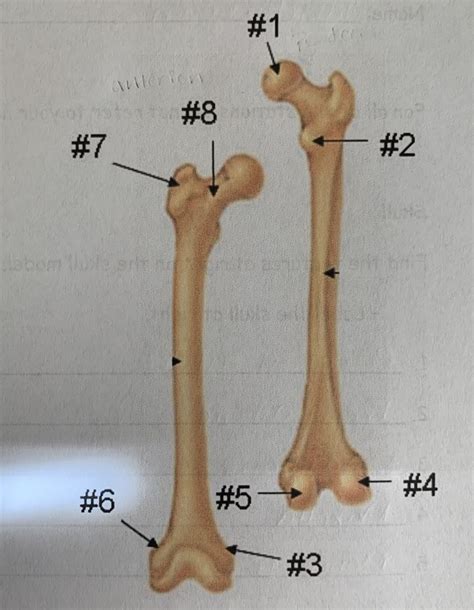 Femur Diagram Quizlet