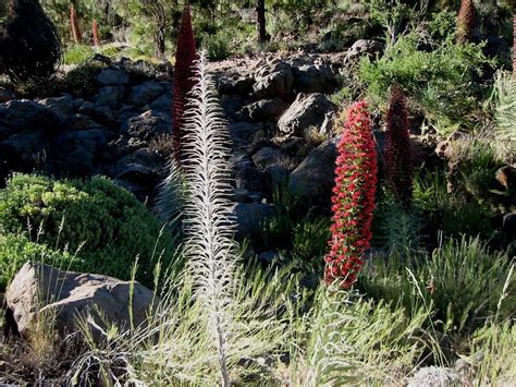 Bugloss Explosion Of Beauty During Spring Starexcursions