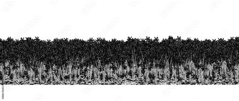 Trees In The Forest Isolated On A Transparent Background Sketch Outline Illustration Cg