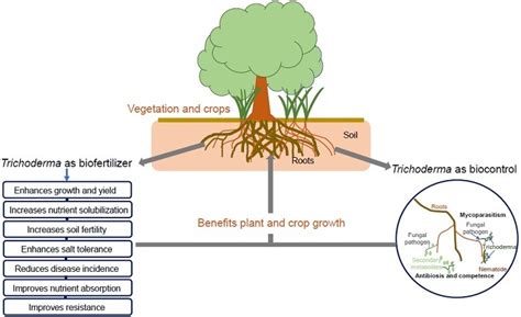 A Review On The Biological Properties Of Trichoderma Spp As A Prospective Biocontrol Agent And