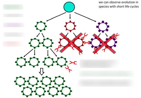 Z 5 2 Evolution Of Staphylococcus Aureus Antibiotic Resistance Diagram Quizlet
