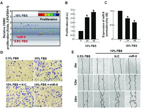 Screening Of Mirna That Inhibits Vsmc Proliferation A Screening Of