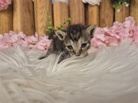 코리안숏헤어 멸치 폼스키크기 폼치크기 폼피츠크기 푸숑크기 노르웨이숲크기 데본렉스크기 뱅갈크기 샴크기 셀커크렉스크기 스핑크스크기 아메리칸숏헤어크기 아메리칸컬크기 아비시니안크기