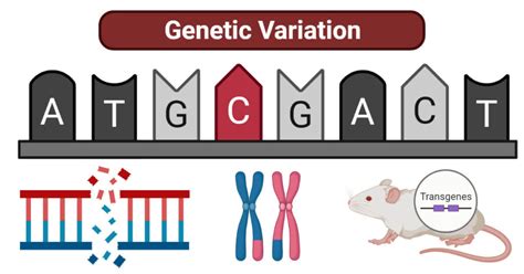 Variation Definition In Biology Key Examples