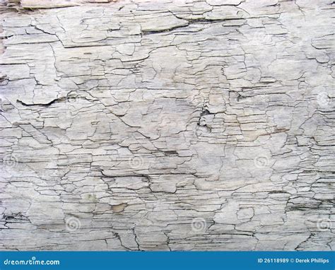 Detail Of Sea Worn Log Texture Pattern Stock Image Image Of Tree